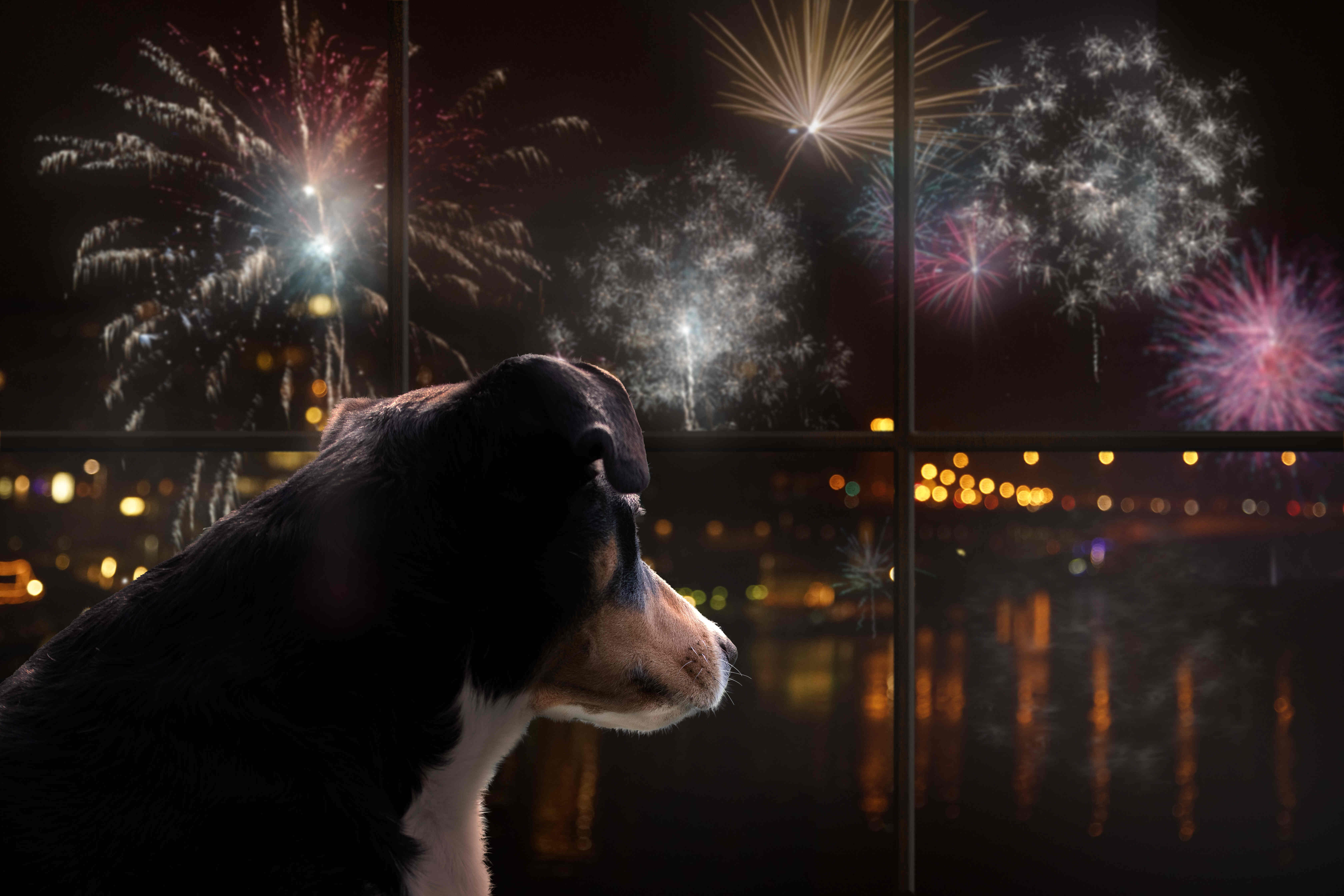 Fireworks and Animals: How to Keep Companion Animals and Wildlife Safe