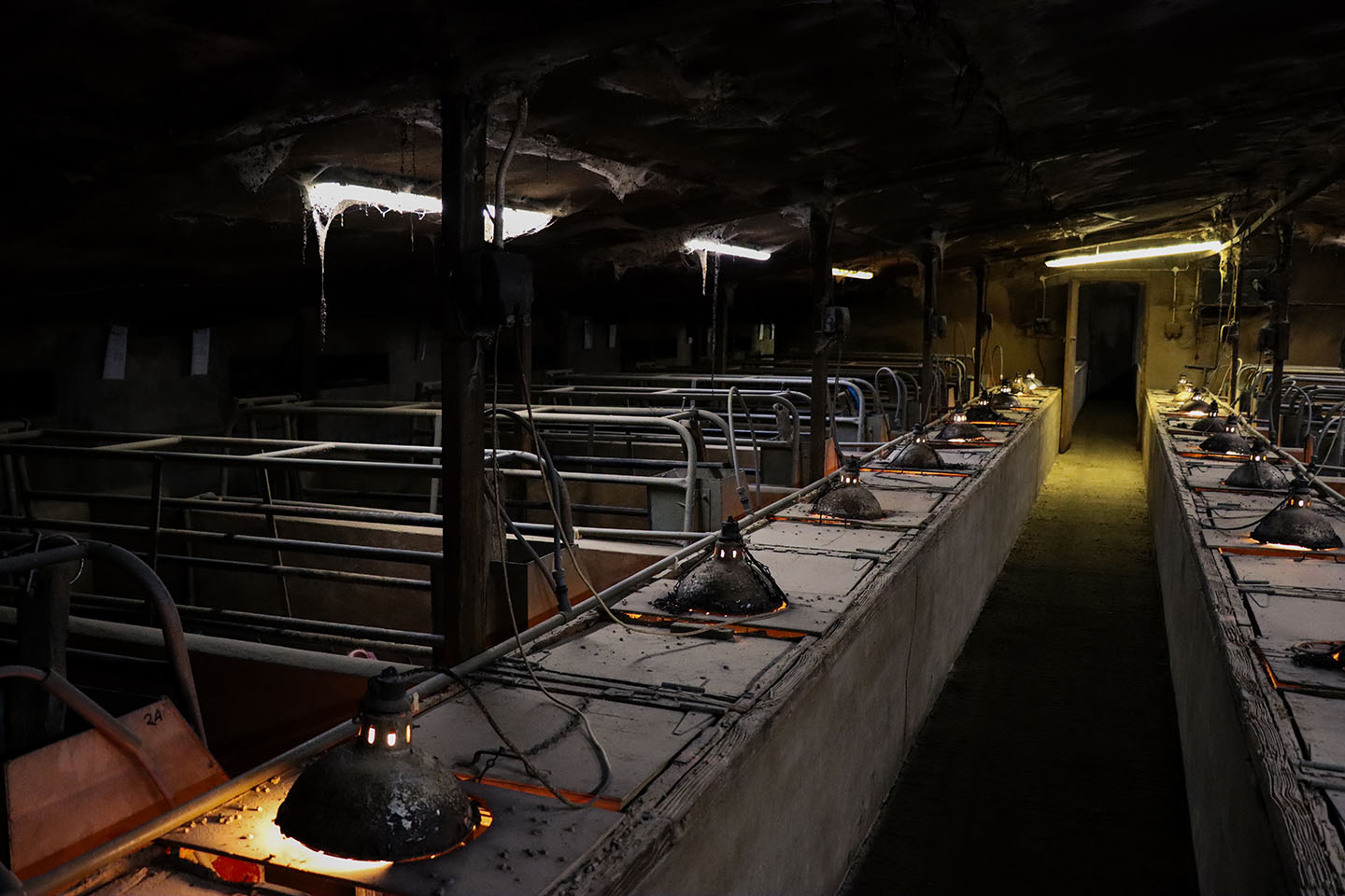 Investigations and Research | World Animal Protection
